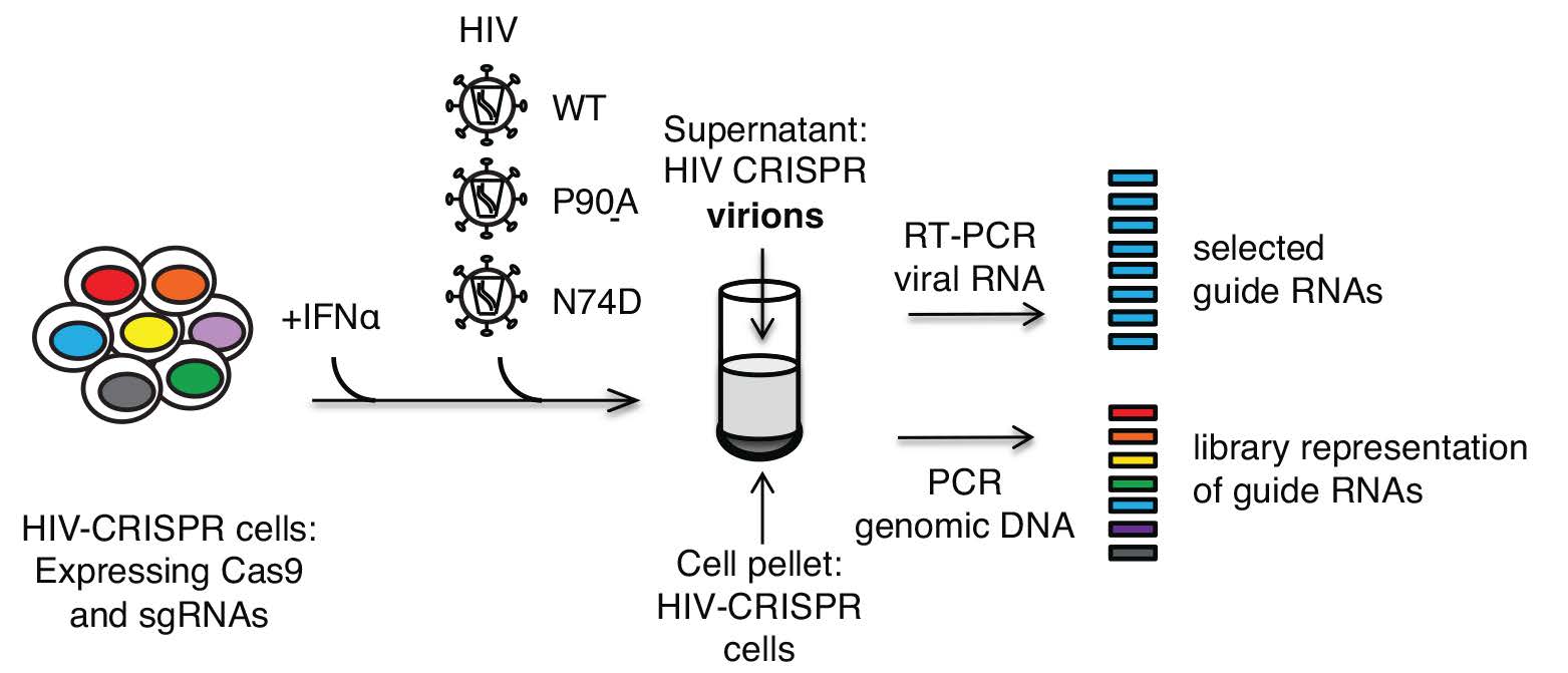 TRIM34 acts with TRIM5 to restrict HIV-1 and SIV capsids – The Luban Lab